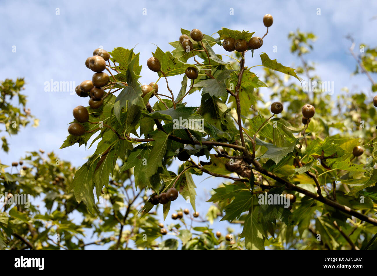 Wild Service Tree Stock Photo - Alamy