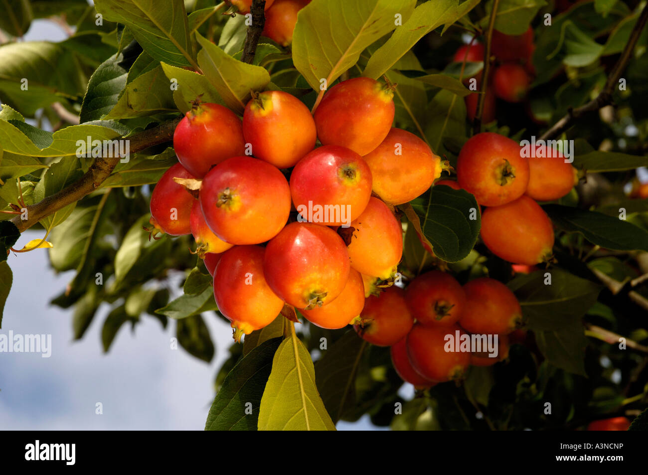 John downie hi-res stock photography and images - Alamy