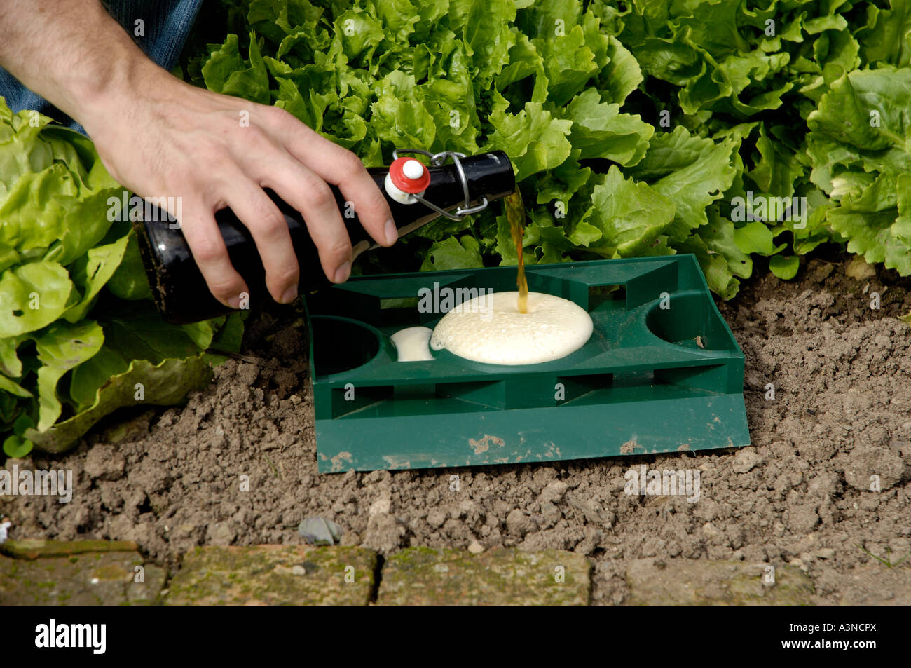 Slug trap hi-res stock photography and images - Alamy