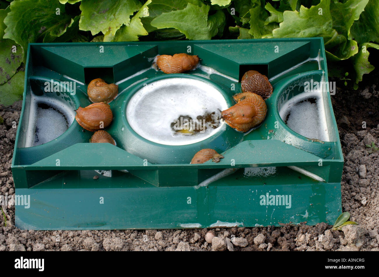 Spanish Slug Stock Photo - Alamy