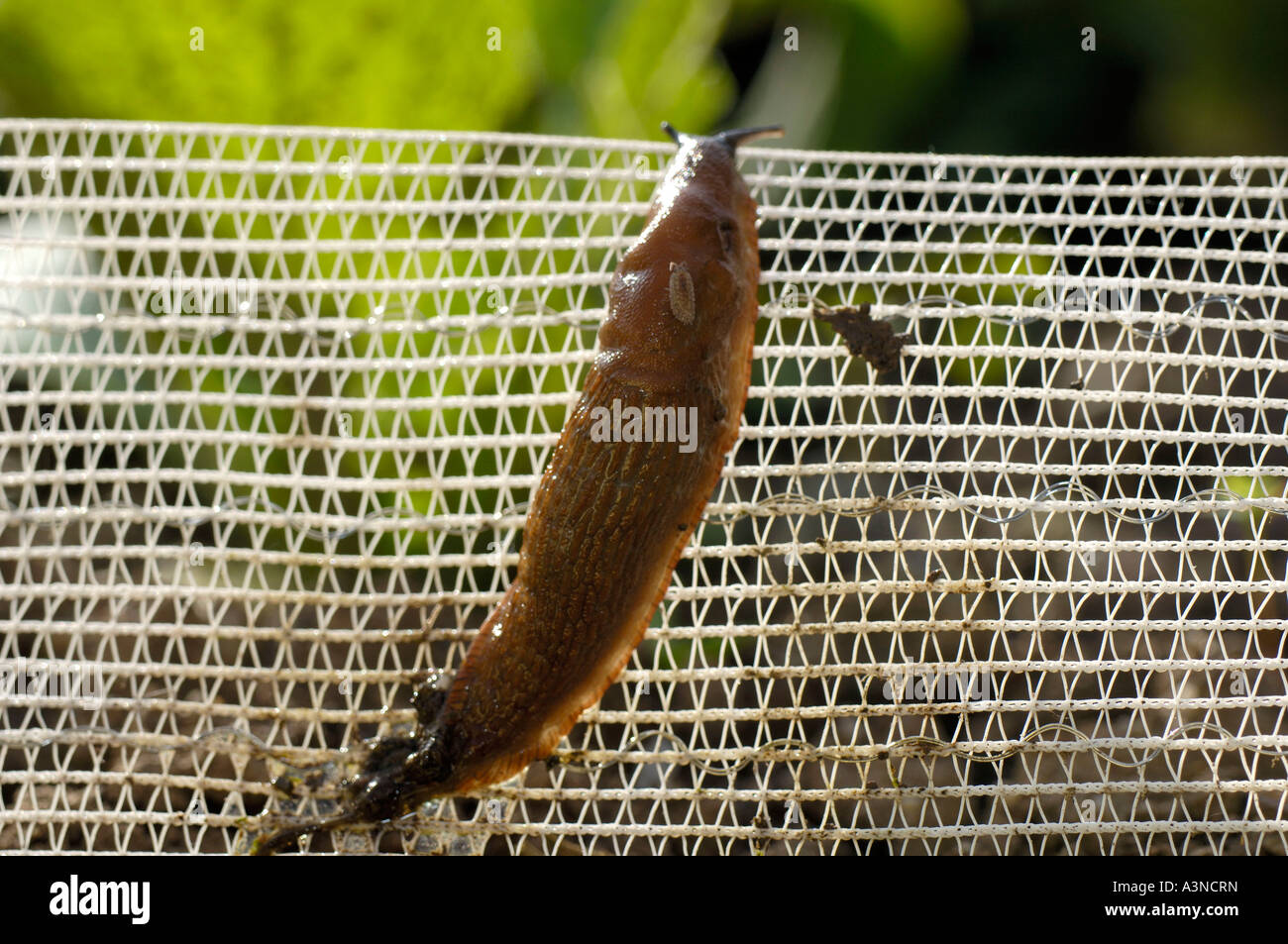 Slug fence Stock Photo - Alamy