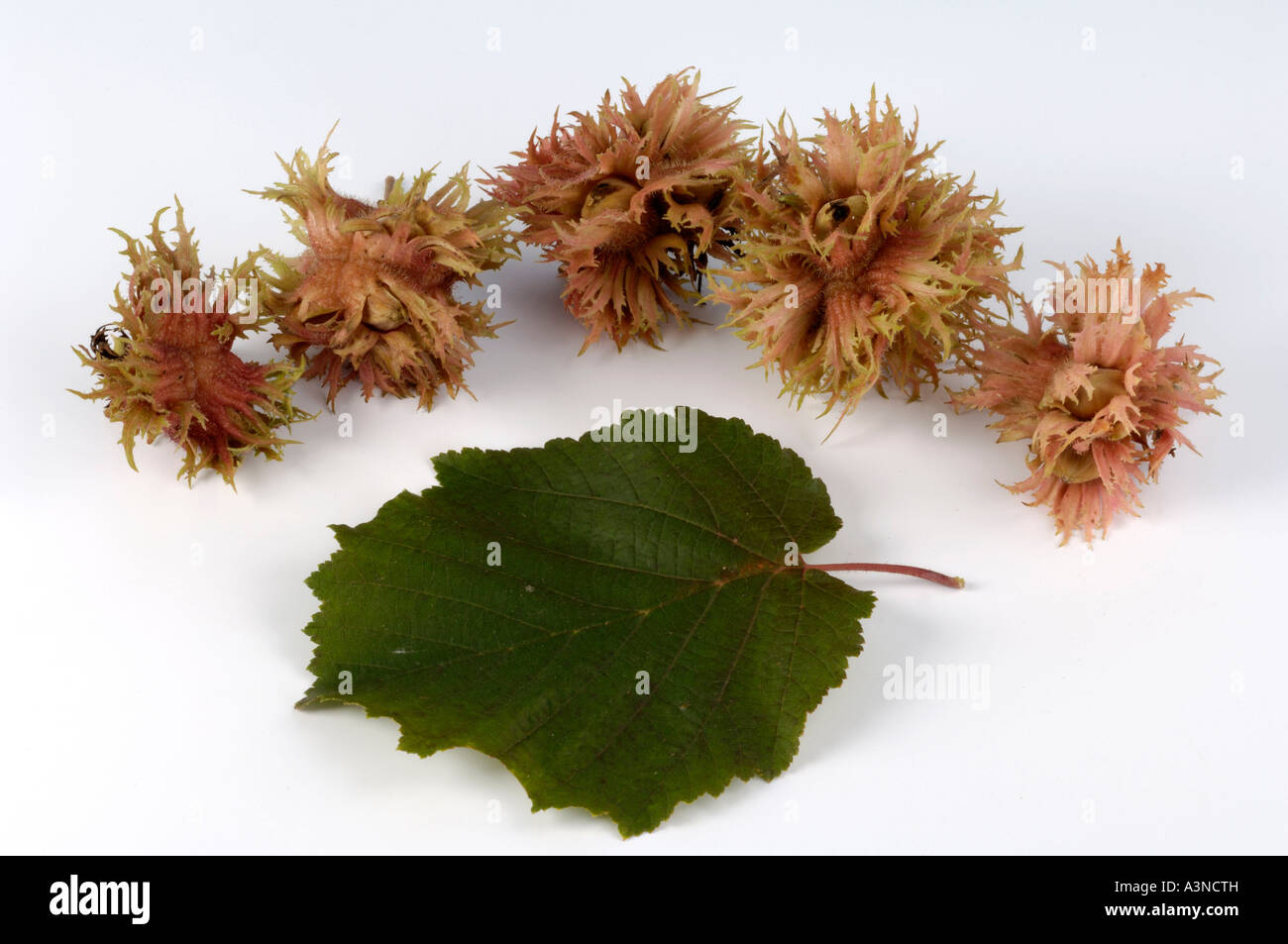 Giant Filbert / Hazelnut Stock Photo - Alamy
