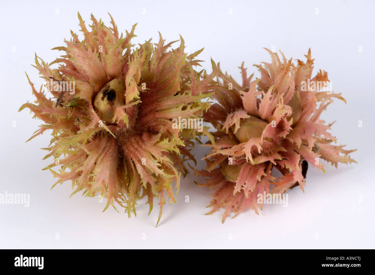 Giant Filbert / Hazelnut Stock Photo - Alamy