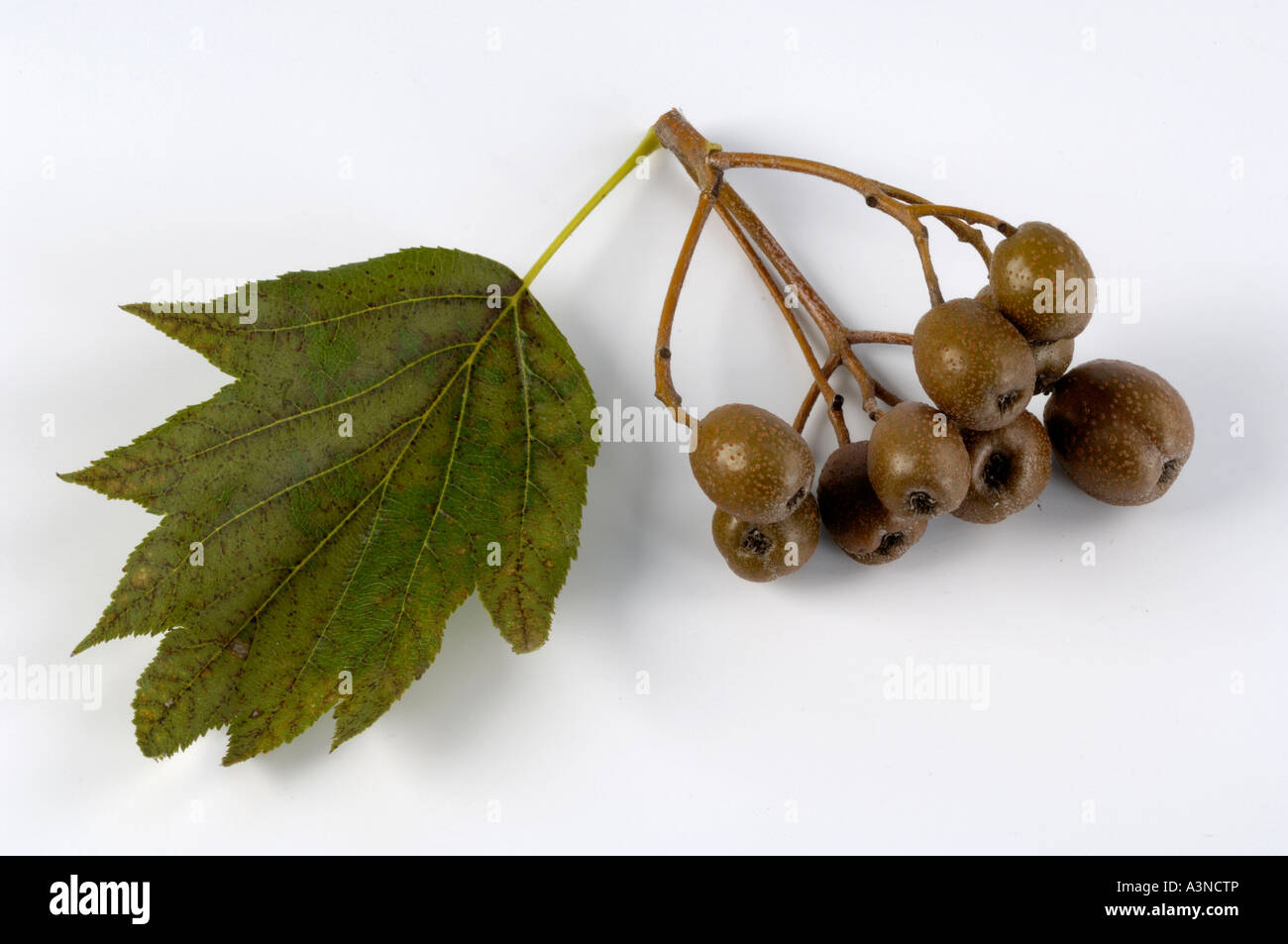 Wild Service Tree Stock Photo - Alamy