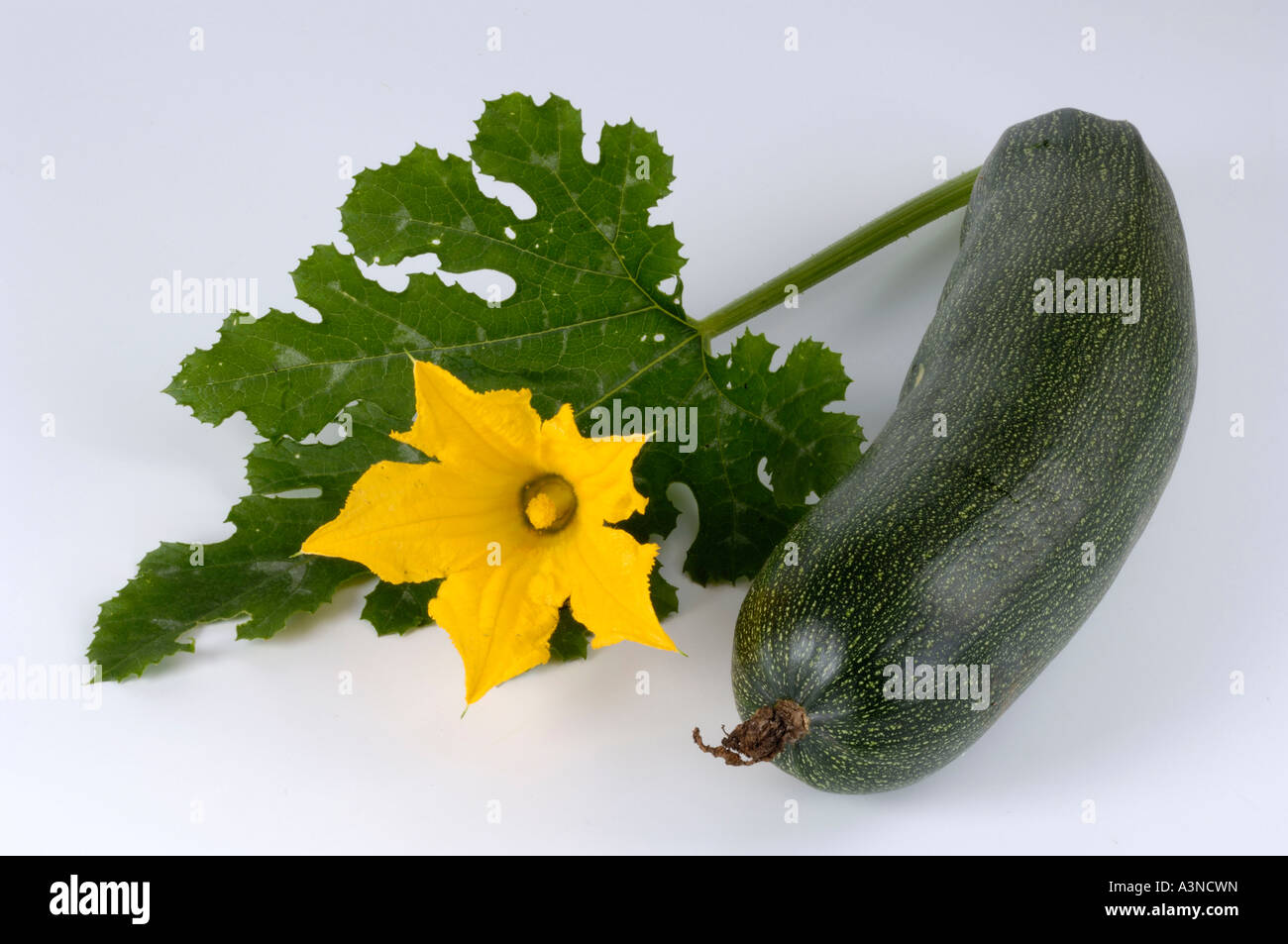 Courgette leaf Cut Out Stock Images & Pictures - Alamy