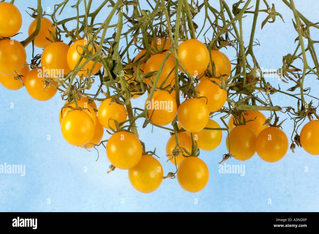 Tomato 'Rijce Tyck Hroznore' Stock Photo - Alamy