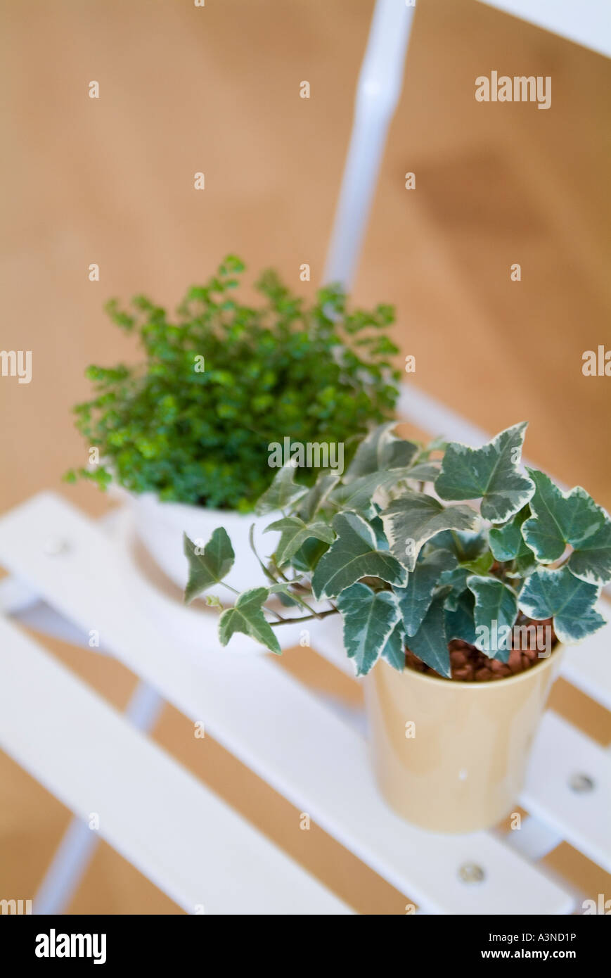 Potted plants on chair Stock Photo - Alamy
