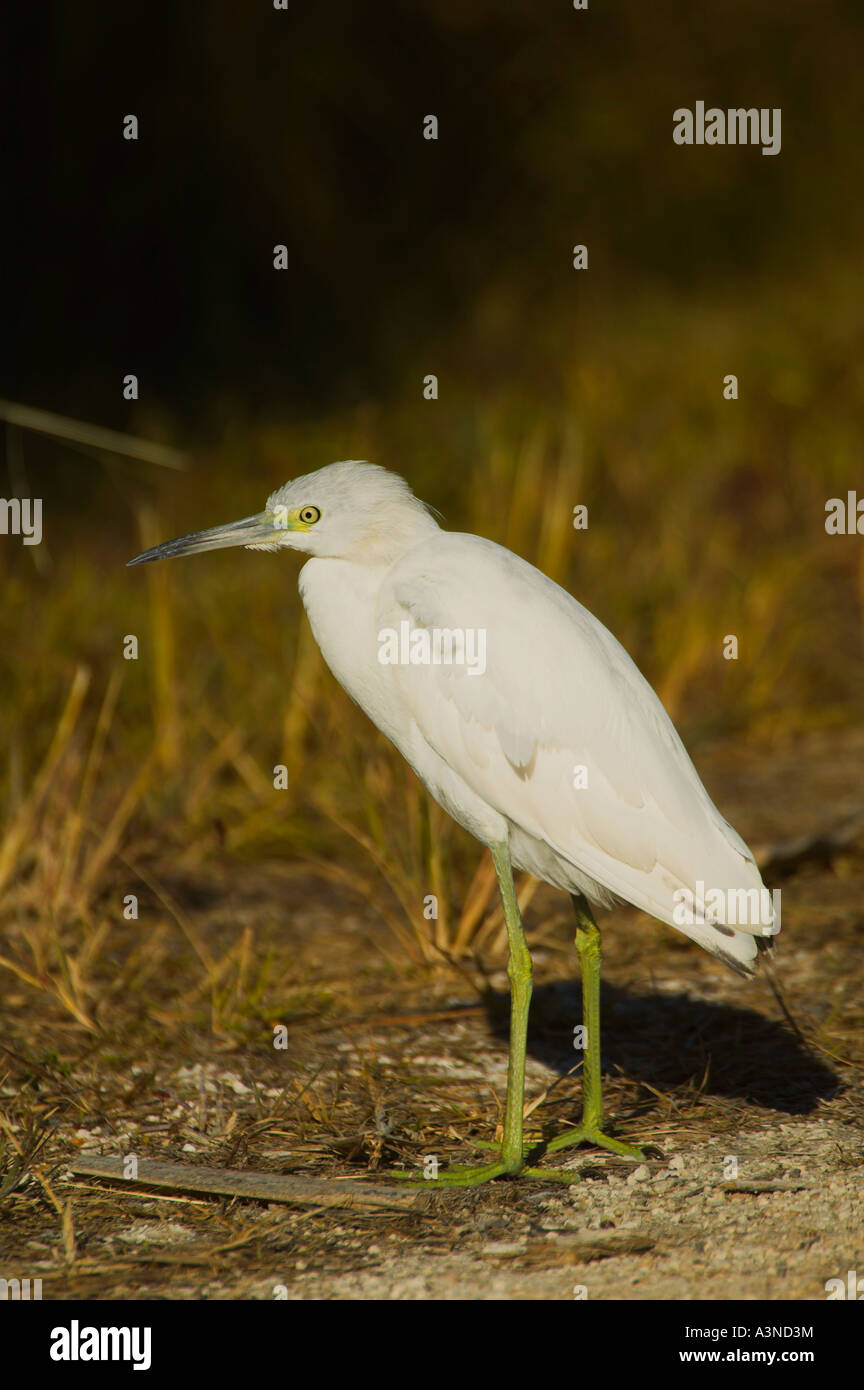 Juvenile snowy egret Stock Photo - Alamy