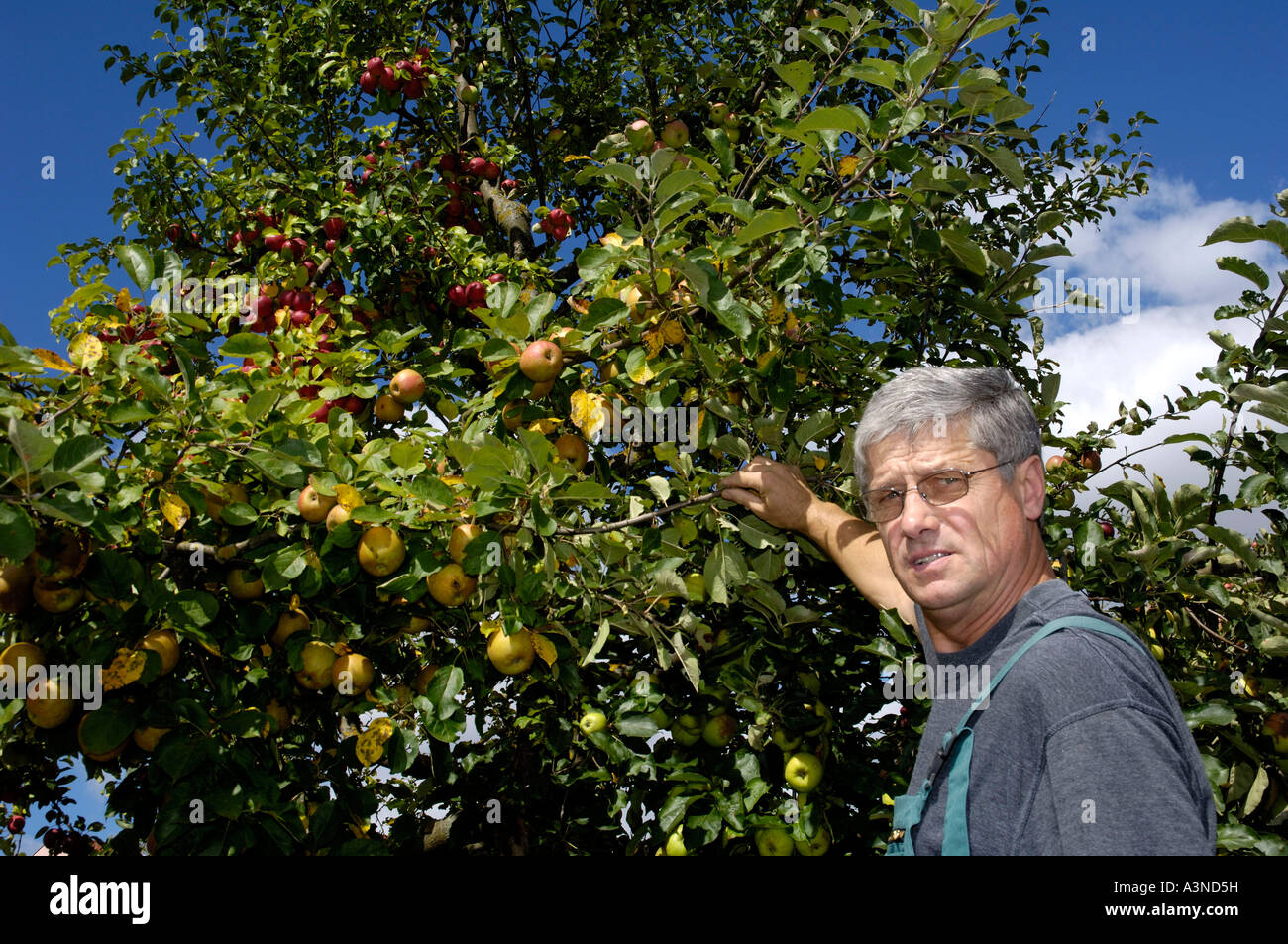 Man with apple tree Stock Photo - Alamy