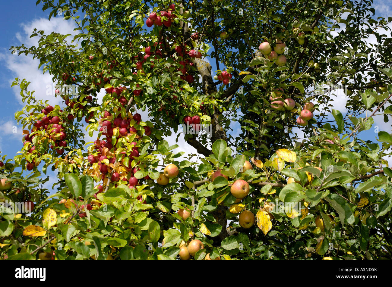 Apple tree Stock Photo - Alamy