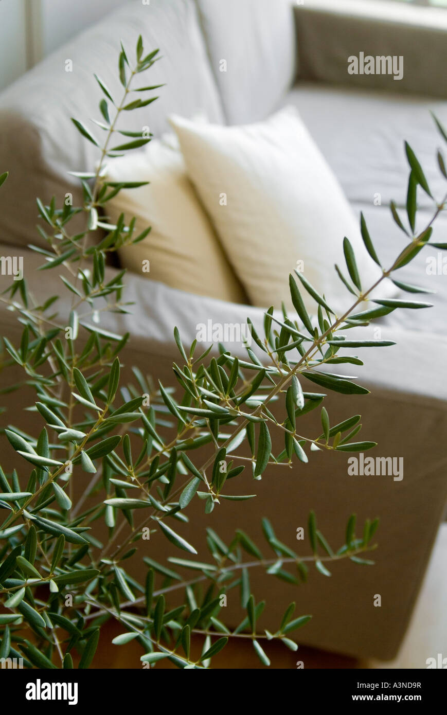 Olive plant and sofa Stock Photo - Alamy