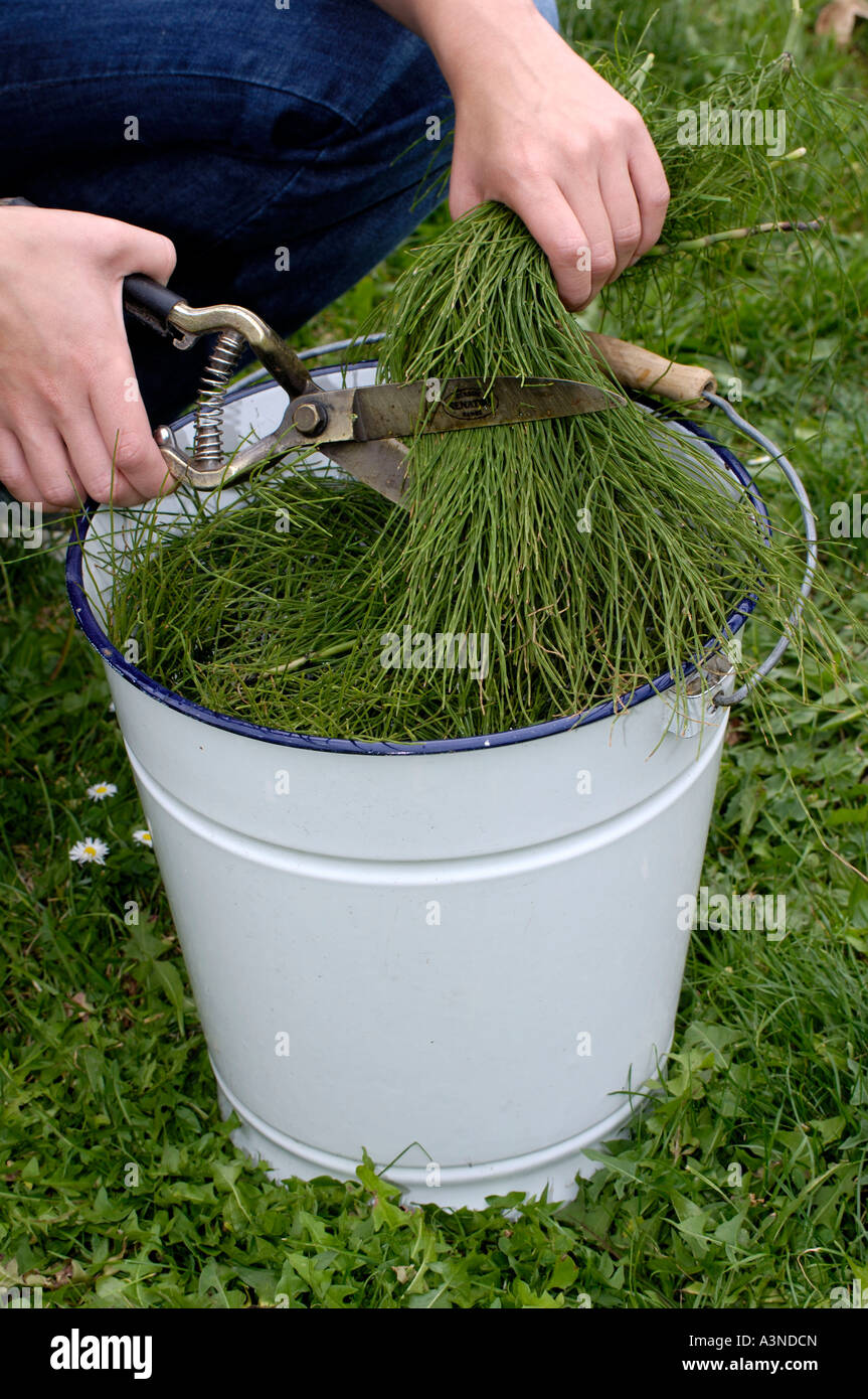 Common Horsetail Stock Photo - Alamy