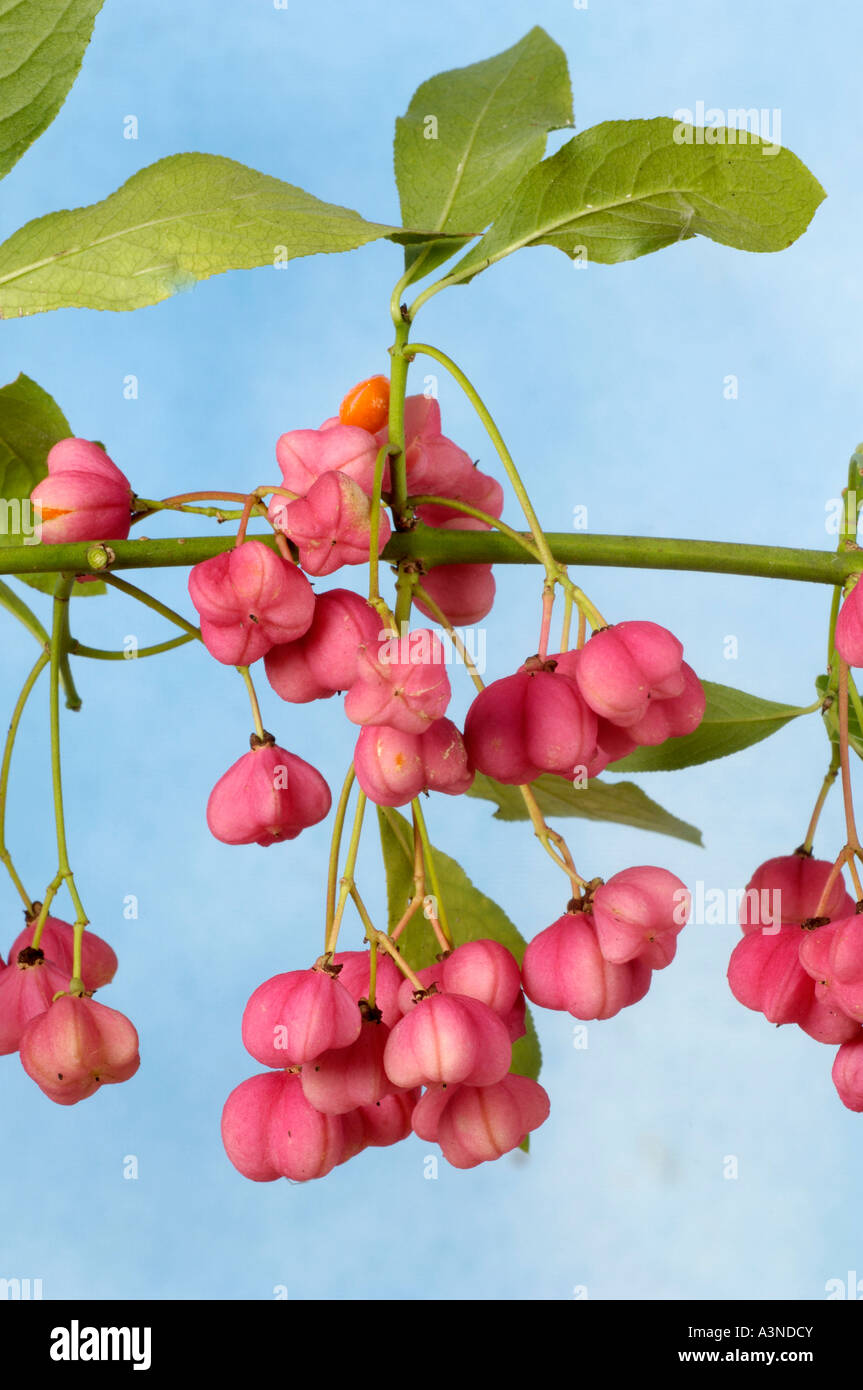 Vertical spindle hi-res stock photography and images - Alamy