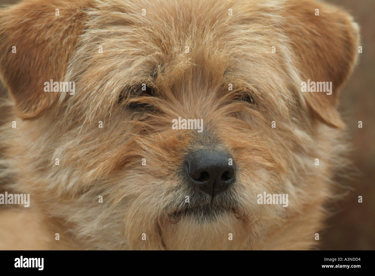 Biddable High Resolution Stock Photography and Images - Alamy