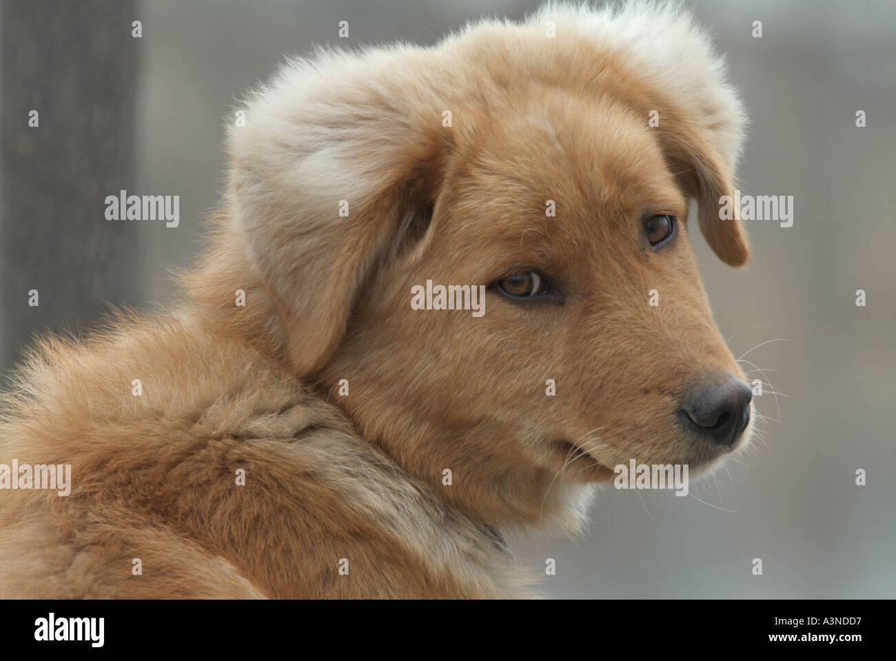 Biddable High Resolution Stock Photography and Images - Alamy