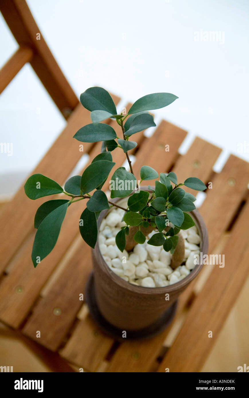 Potted plant on chair Stock Photo - Alamy