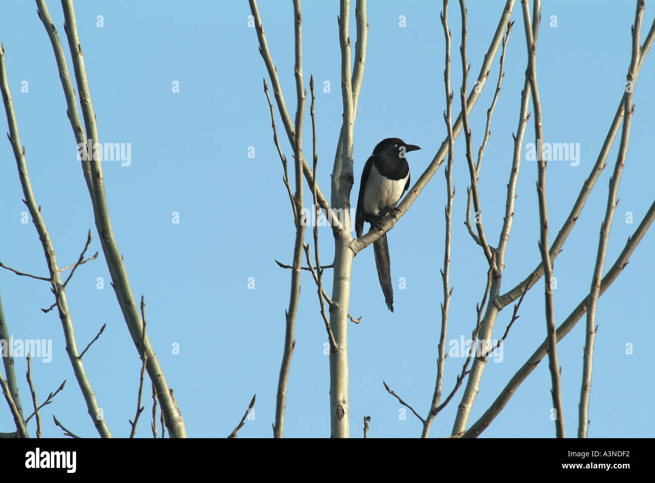 Chinese bird branches hi-res stock photography and images - Alamy