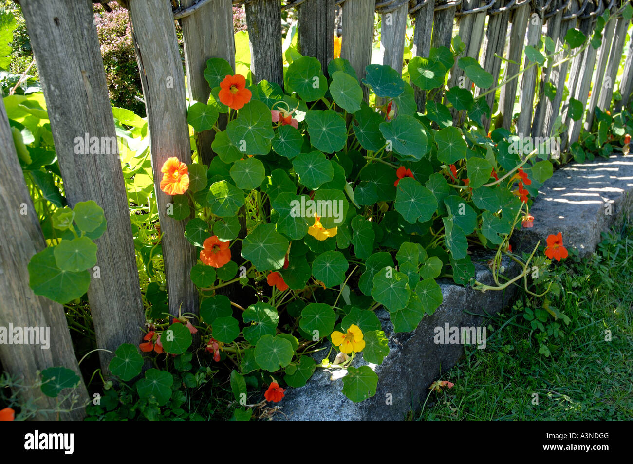 Nasturtium garden fence hi-res stock photography and images - Alamy