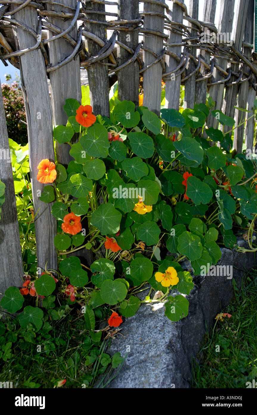 Nasturtium garden fence hi-res stock photography and images - Alamy