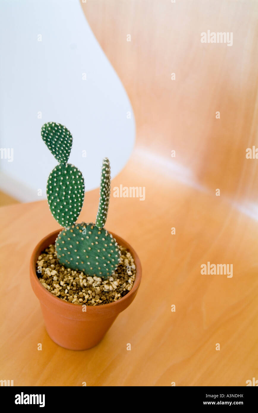 Potted cactus plant on chair Stock Photo - Alamy