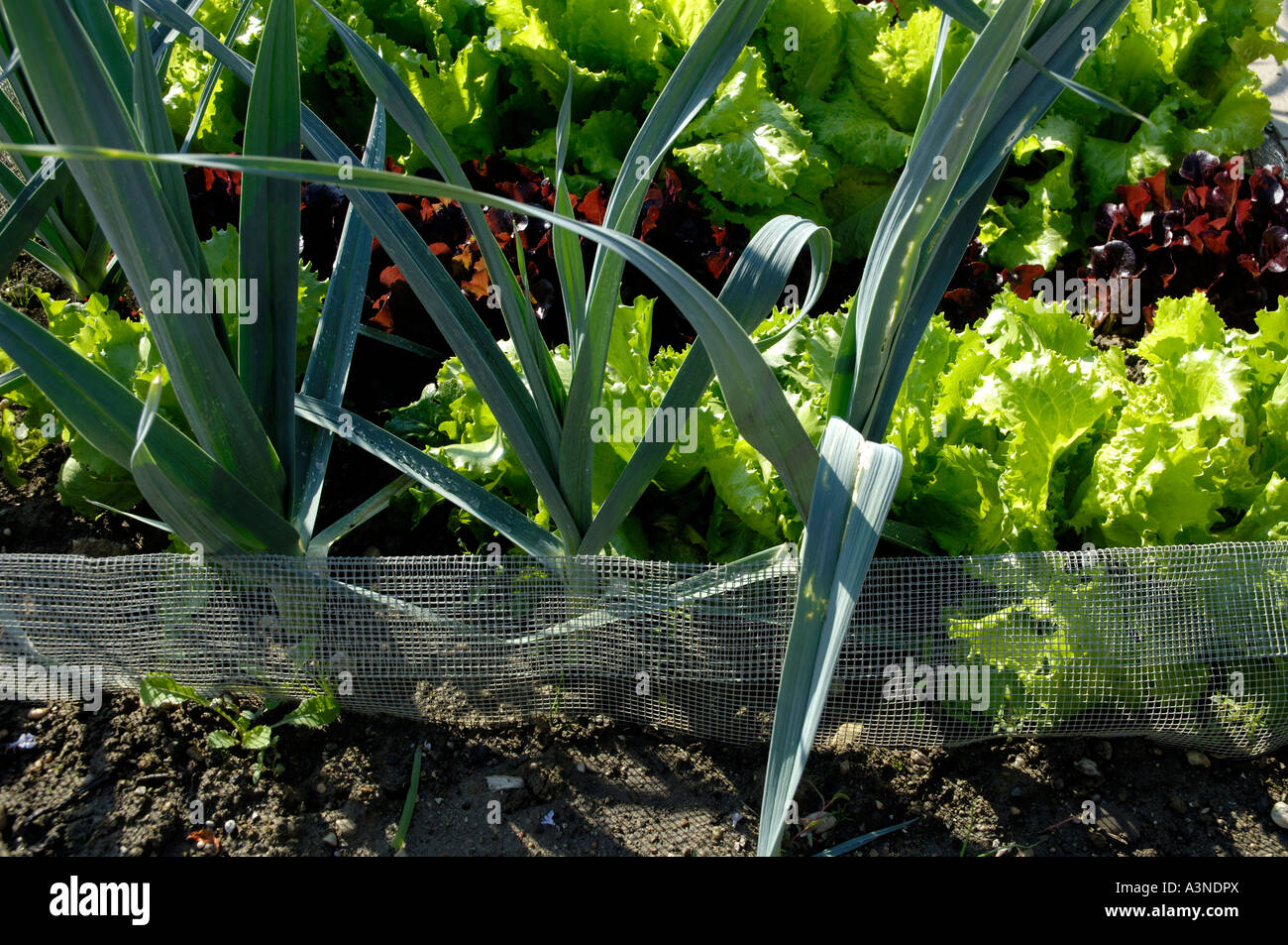 Slug fence Stock Photo - Alamy