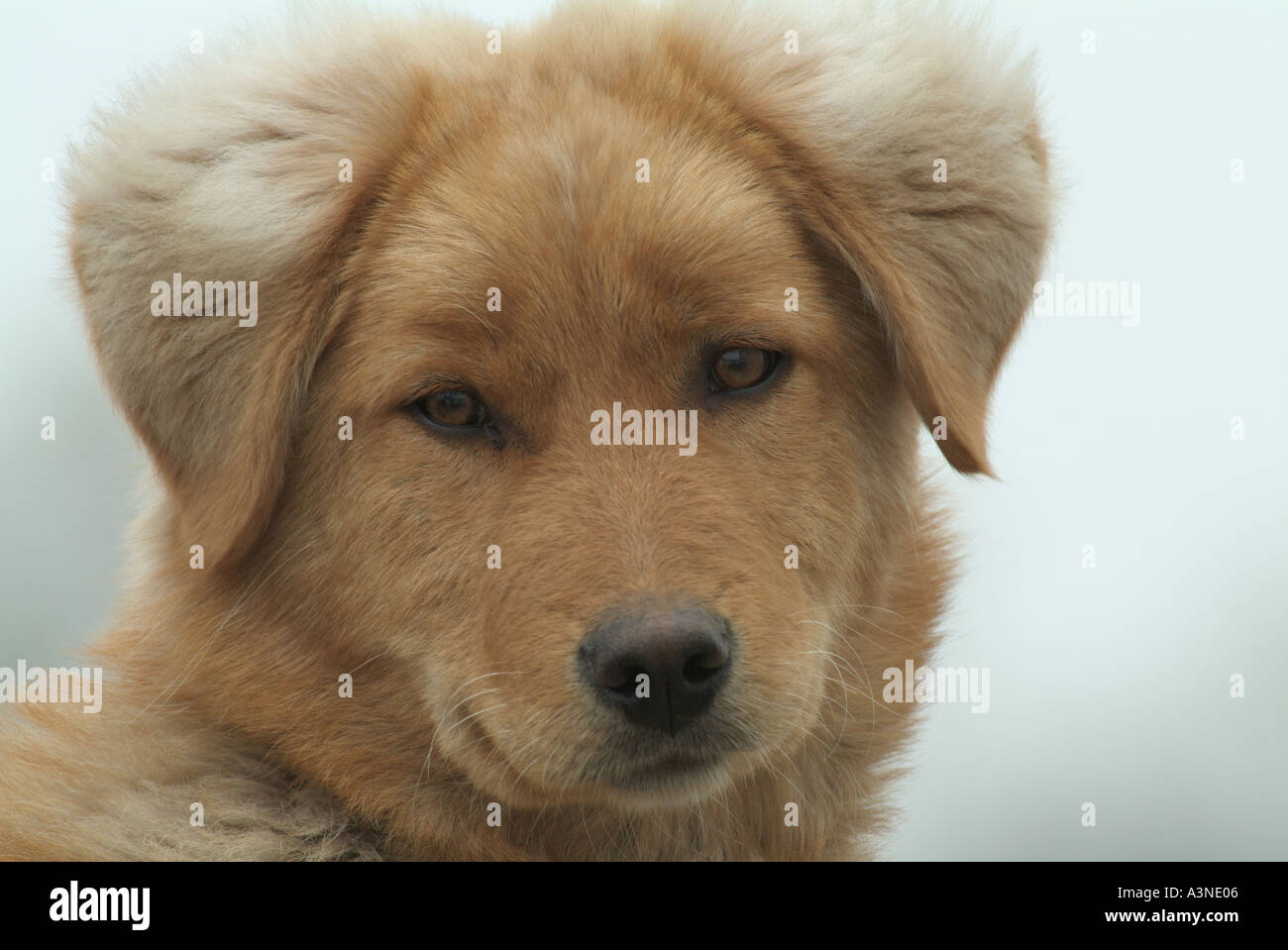 Biddable hi-res stock photography and images - Alamy