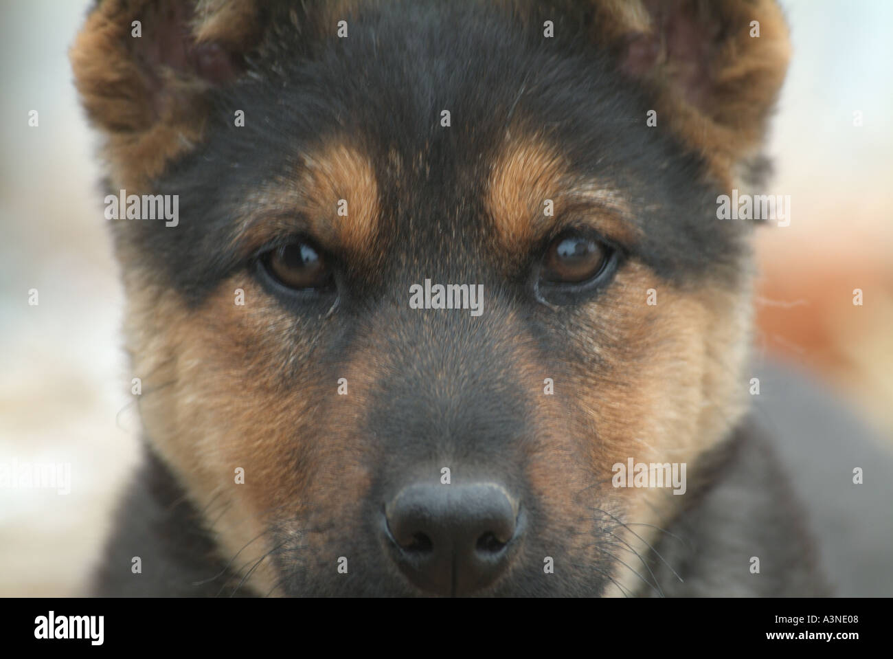 Biddable hi-res stock photography and images - Alamy