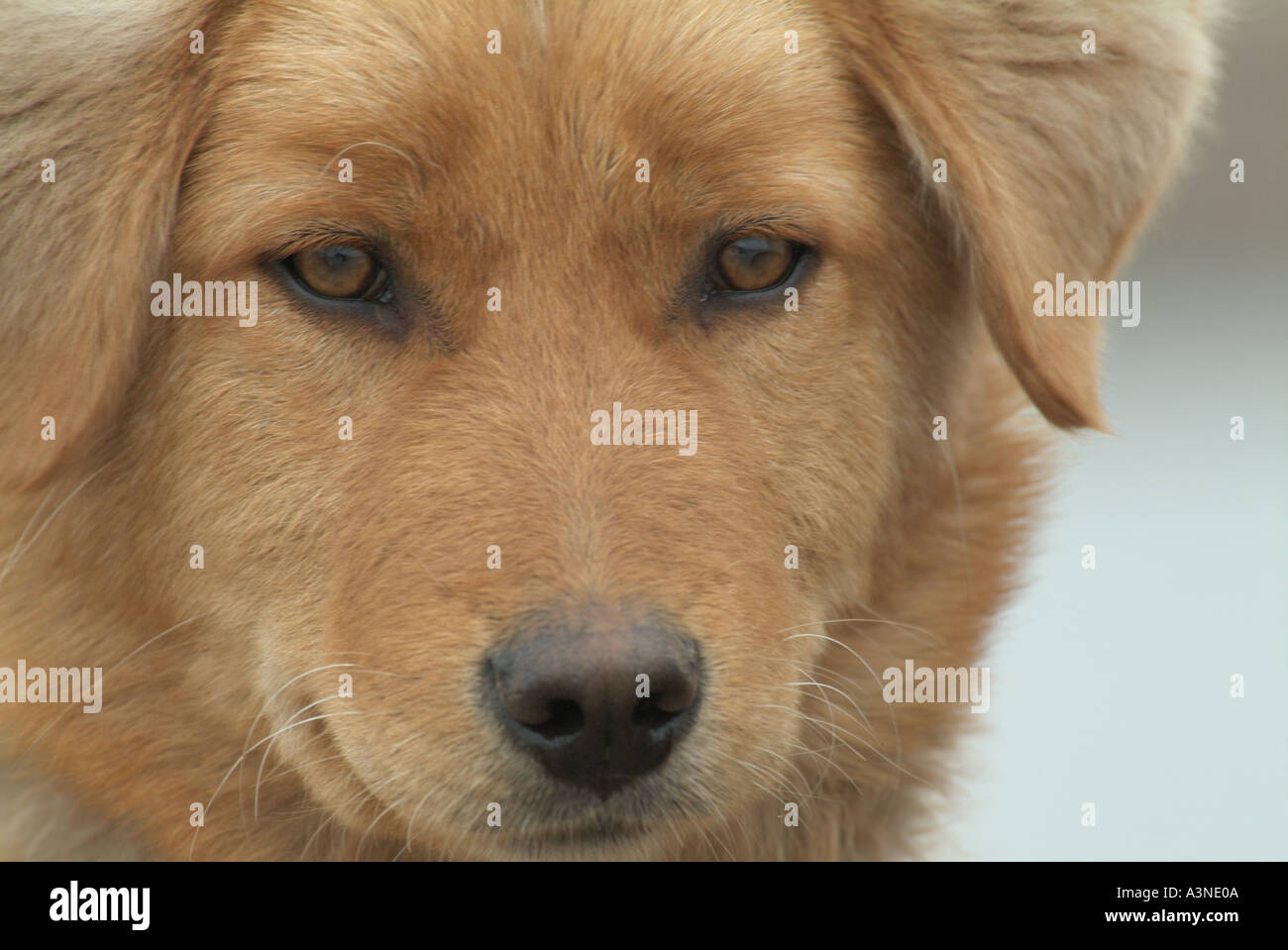 Biddable hi-res stock photography and images - Alamy