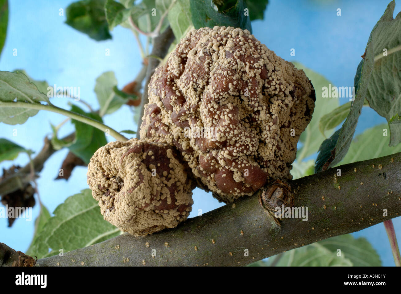 European Brown Rot Stock Photo - Alamy