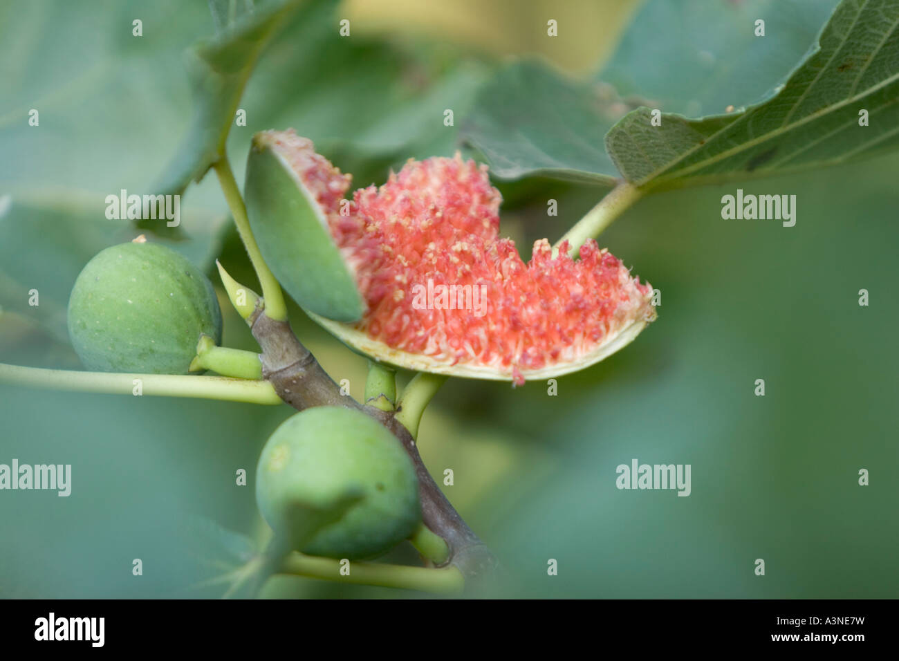 Fig on tree hi-res stock photography and images - Alamy