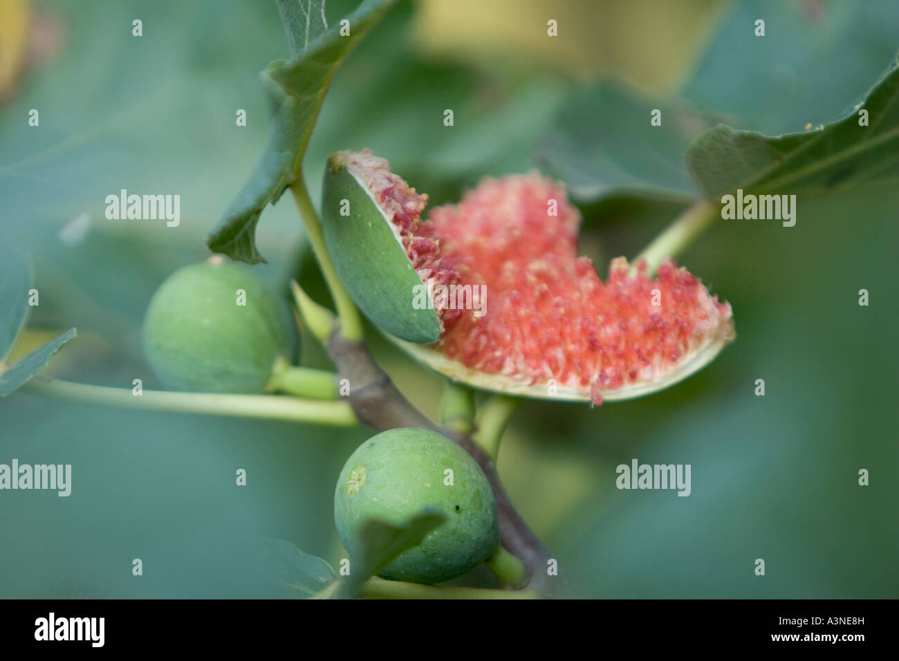 Fig on the tree hi-res stock photography and images - Alamy