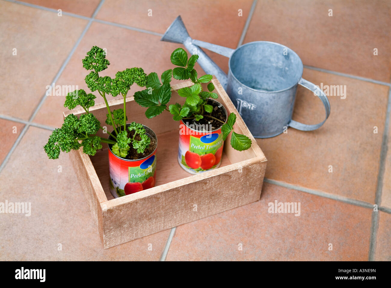 Plants in cans Stock Photo - Alamy