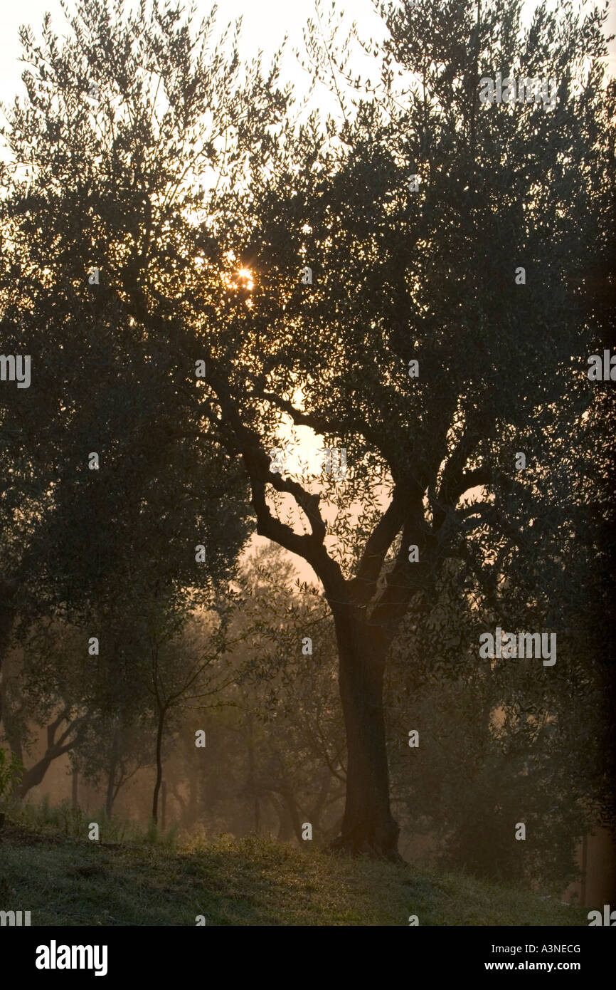 Olive tree sunrise hi-res stock photography and images - Alamy