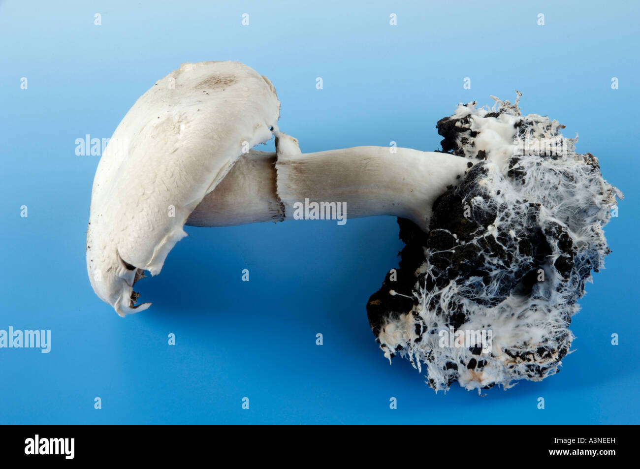 Button Mushroom Stock Photo - Alamy