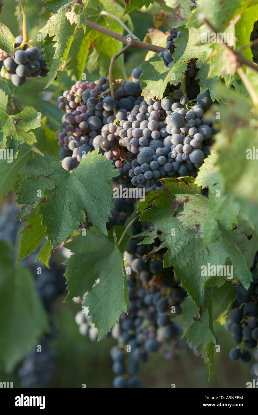 Italian grapes on the vine Stock Photo - Alamy