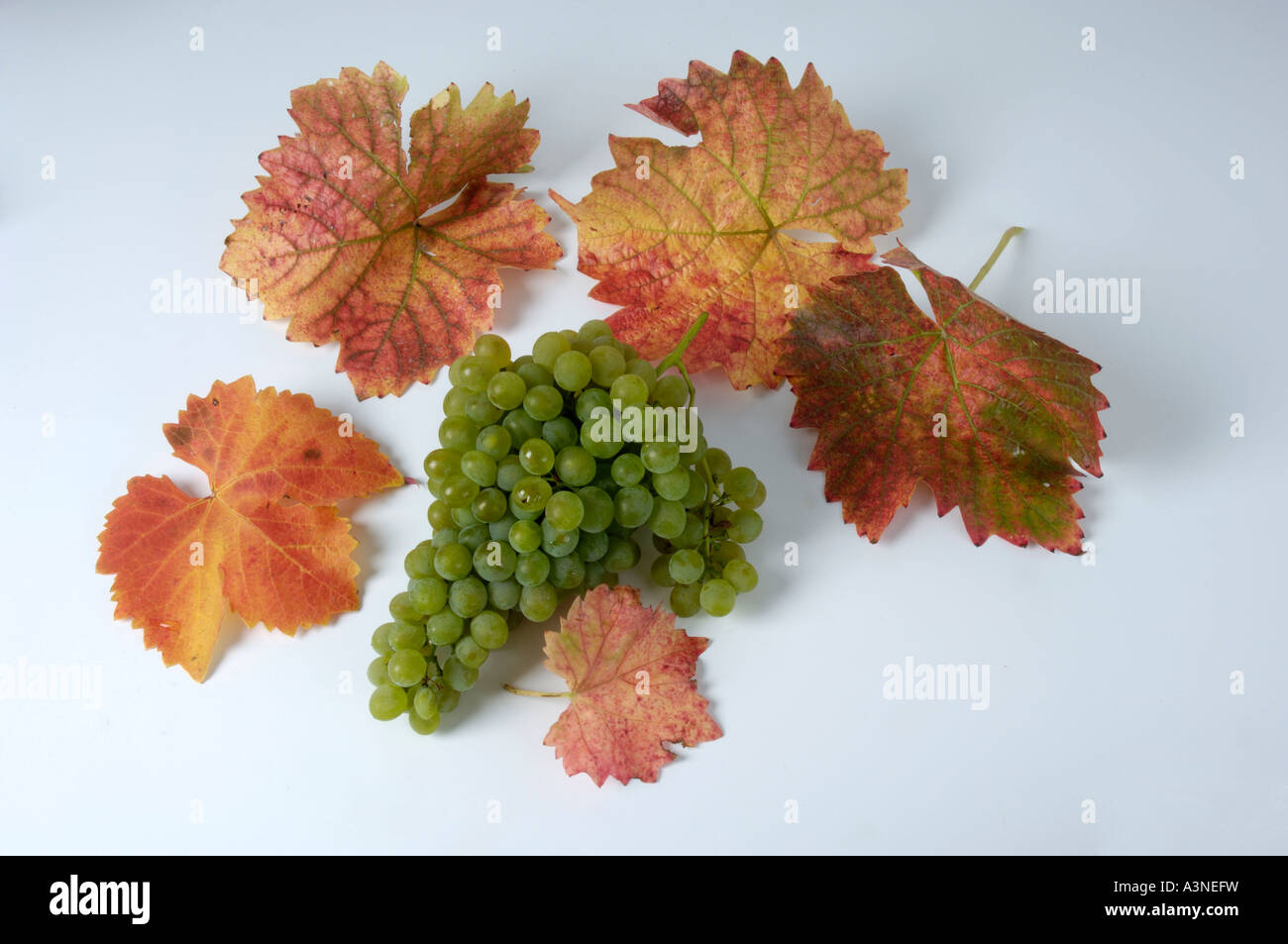 Malinger hi-res stock photography and images - Alamy