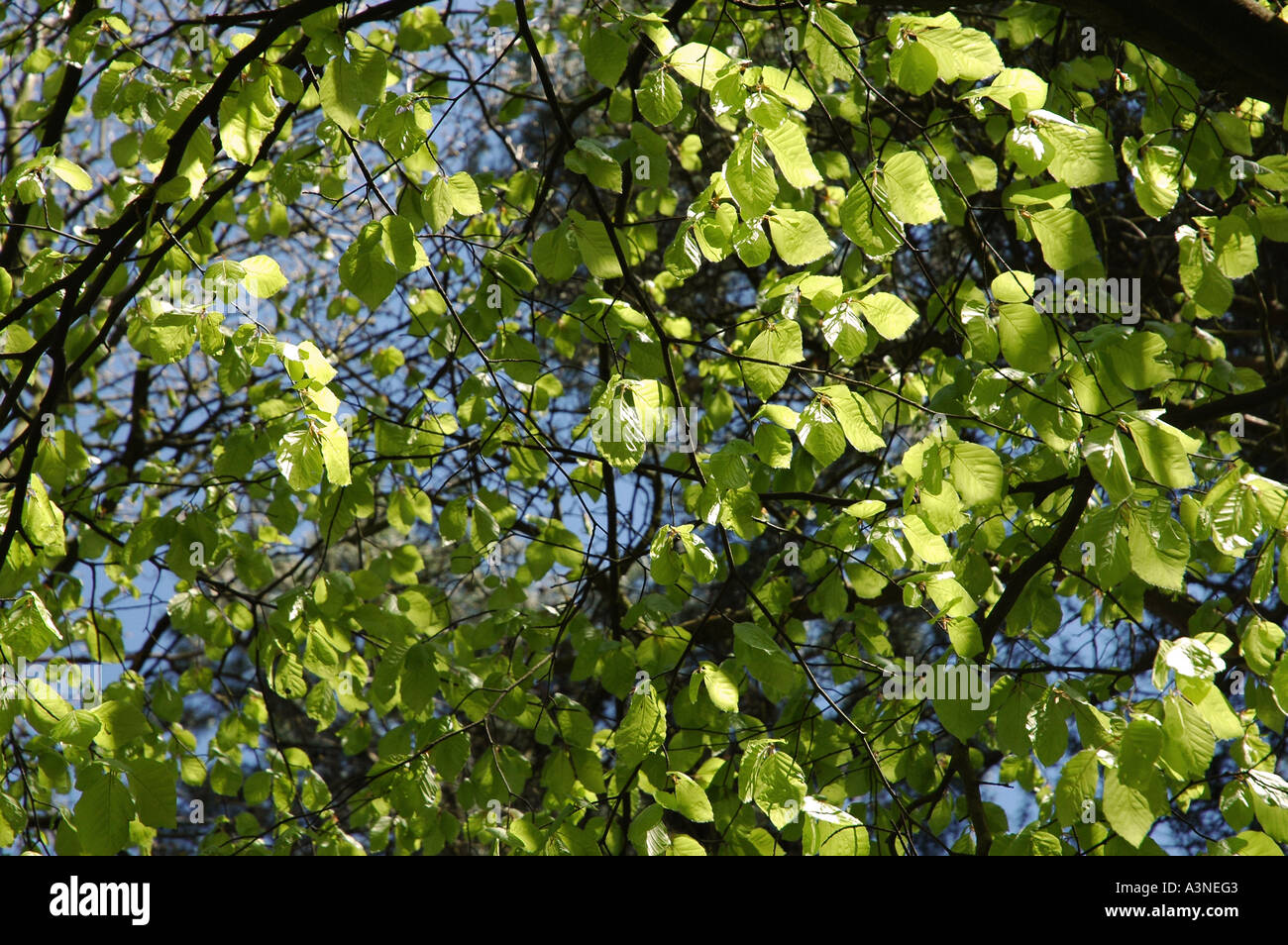 fresh crisp green leaves blowing in the wind Stock Photo - Alamy