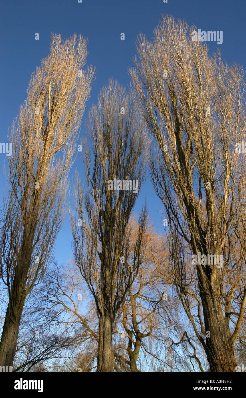 Poplar trees, South England, Lombardy, populus nigra, tall, blue sky ...