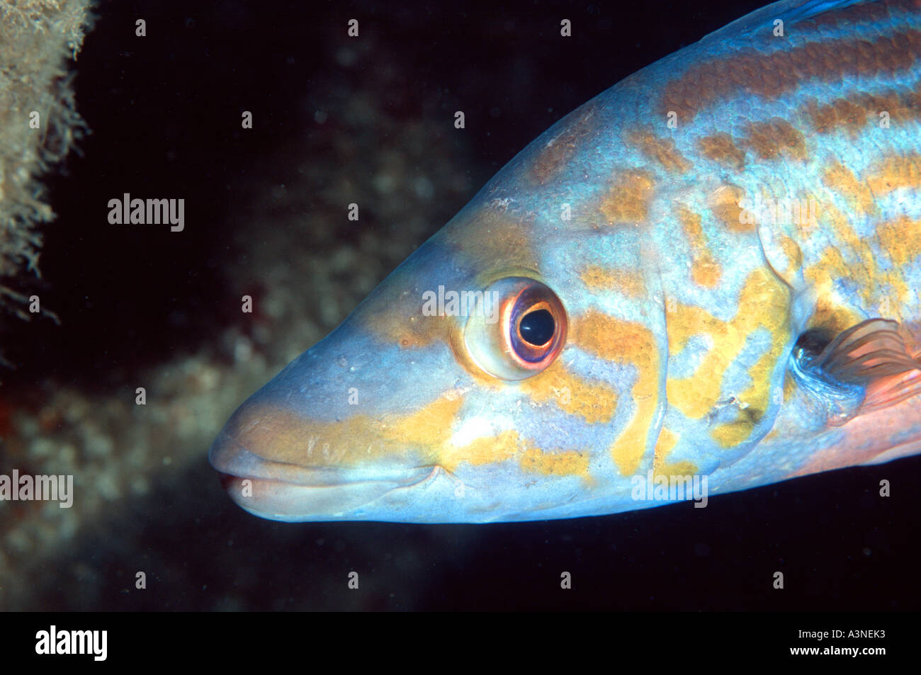 Close up male Cuckoo wrasse Labrus mixtus Stock Photo - Alamy