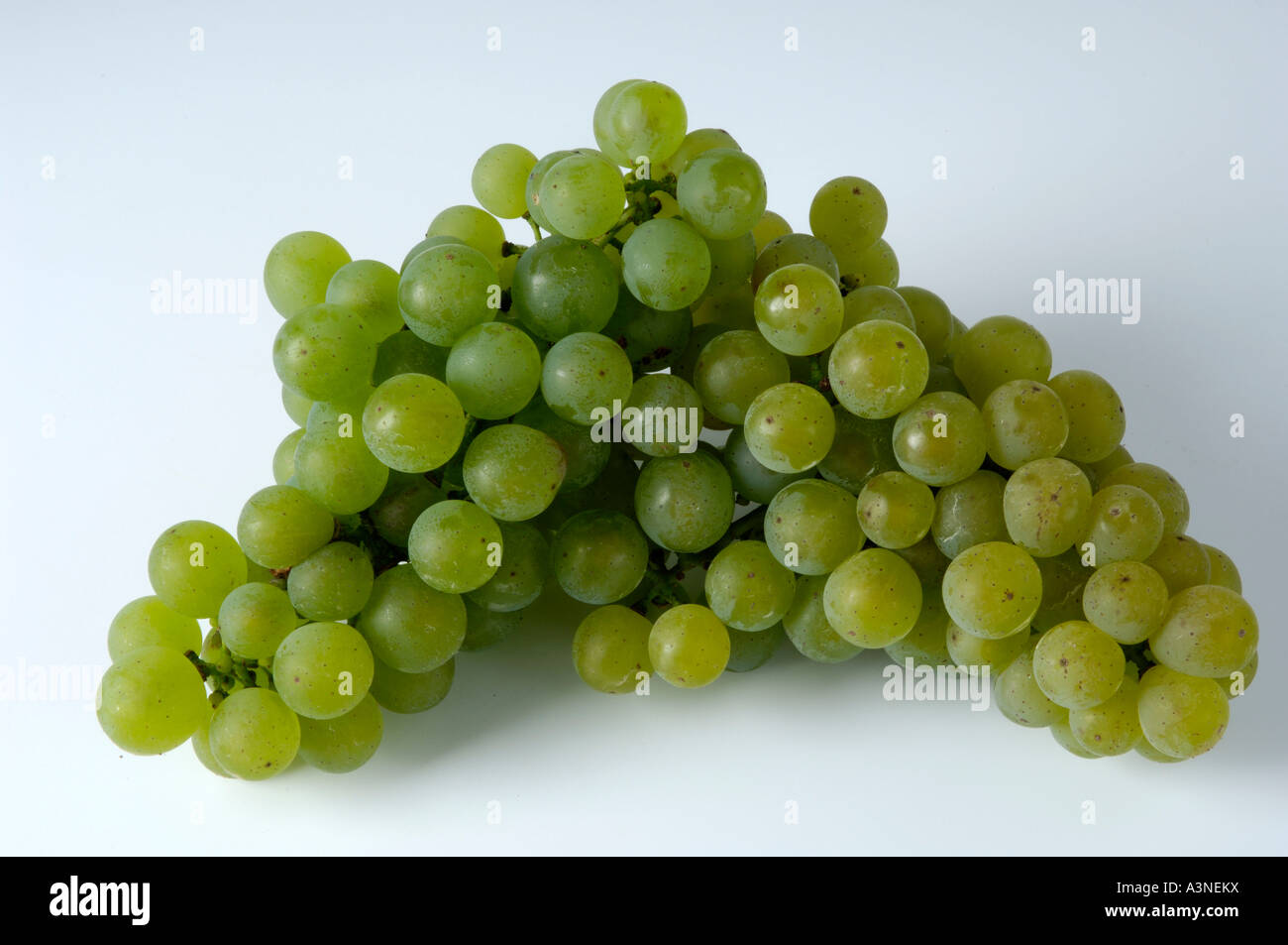 Grapes 'Silvaner' Stock Photo - Alamy