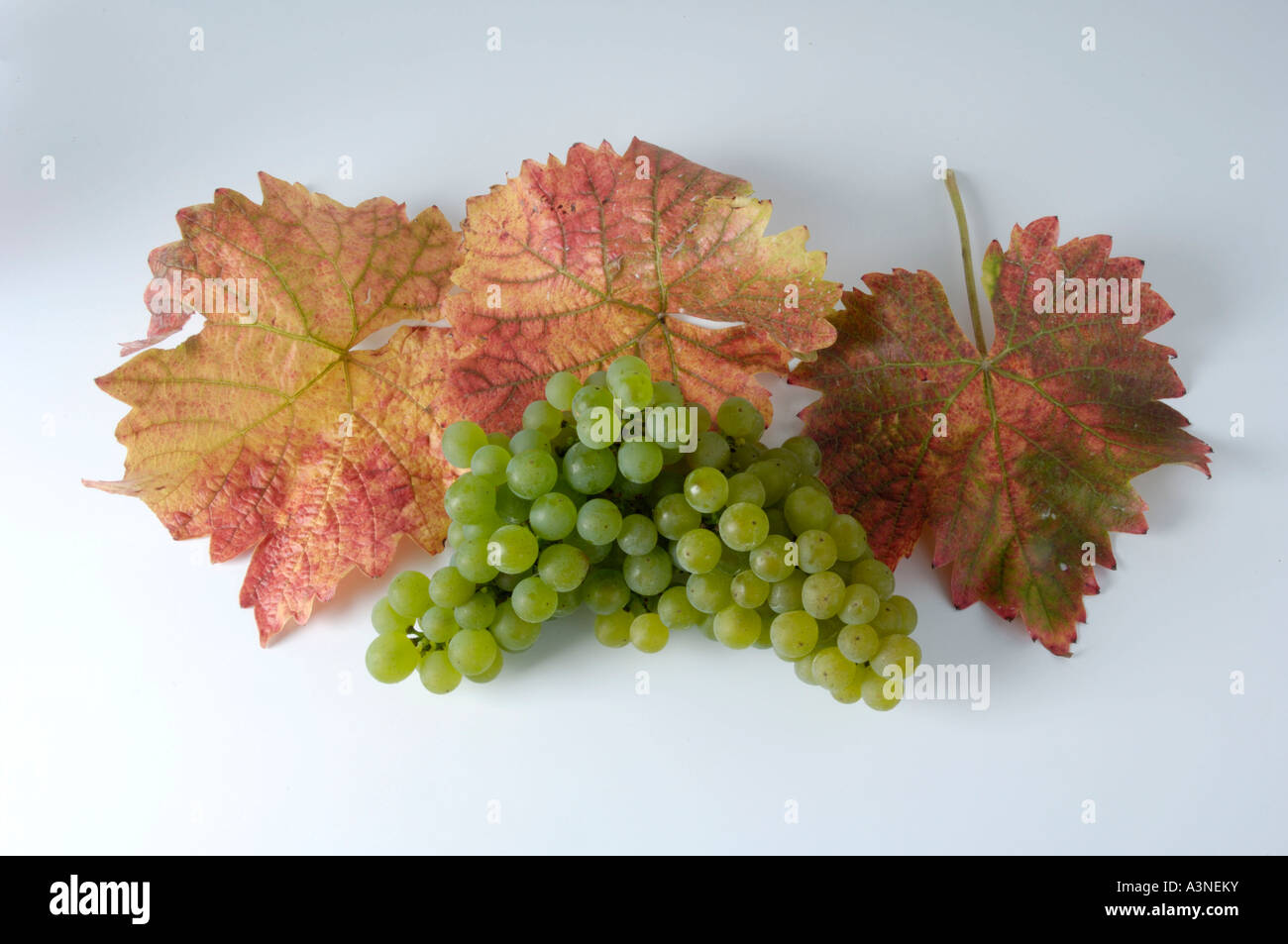 Grapes 'Silvaner' Stock Photo - Alamy