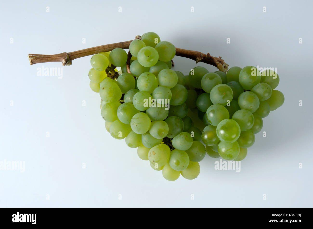 Grapes 'Weisser Elbling' Stock Photo - Alamy
