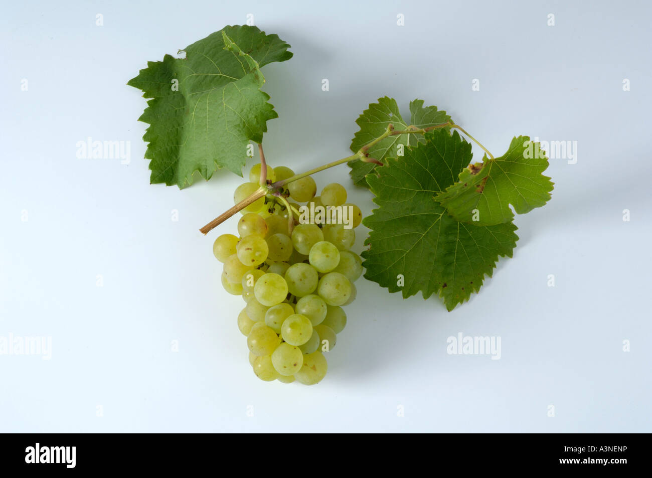 Bachus hi-res stock photography and images - Alamy