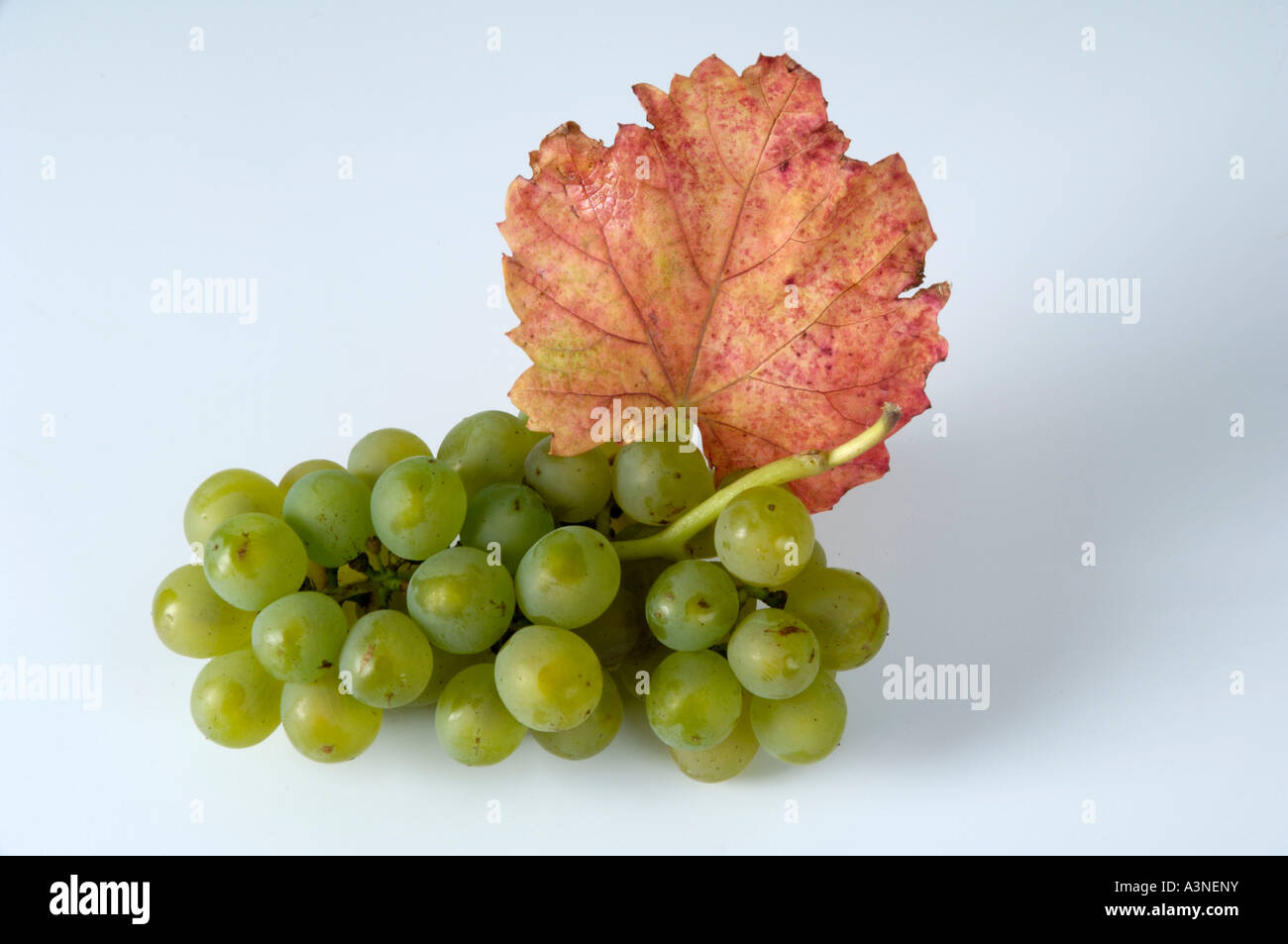 Müller thurgau hi-res stock photography and images - Alamy