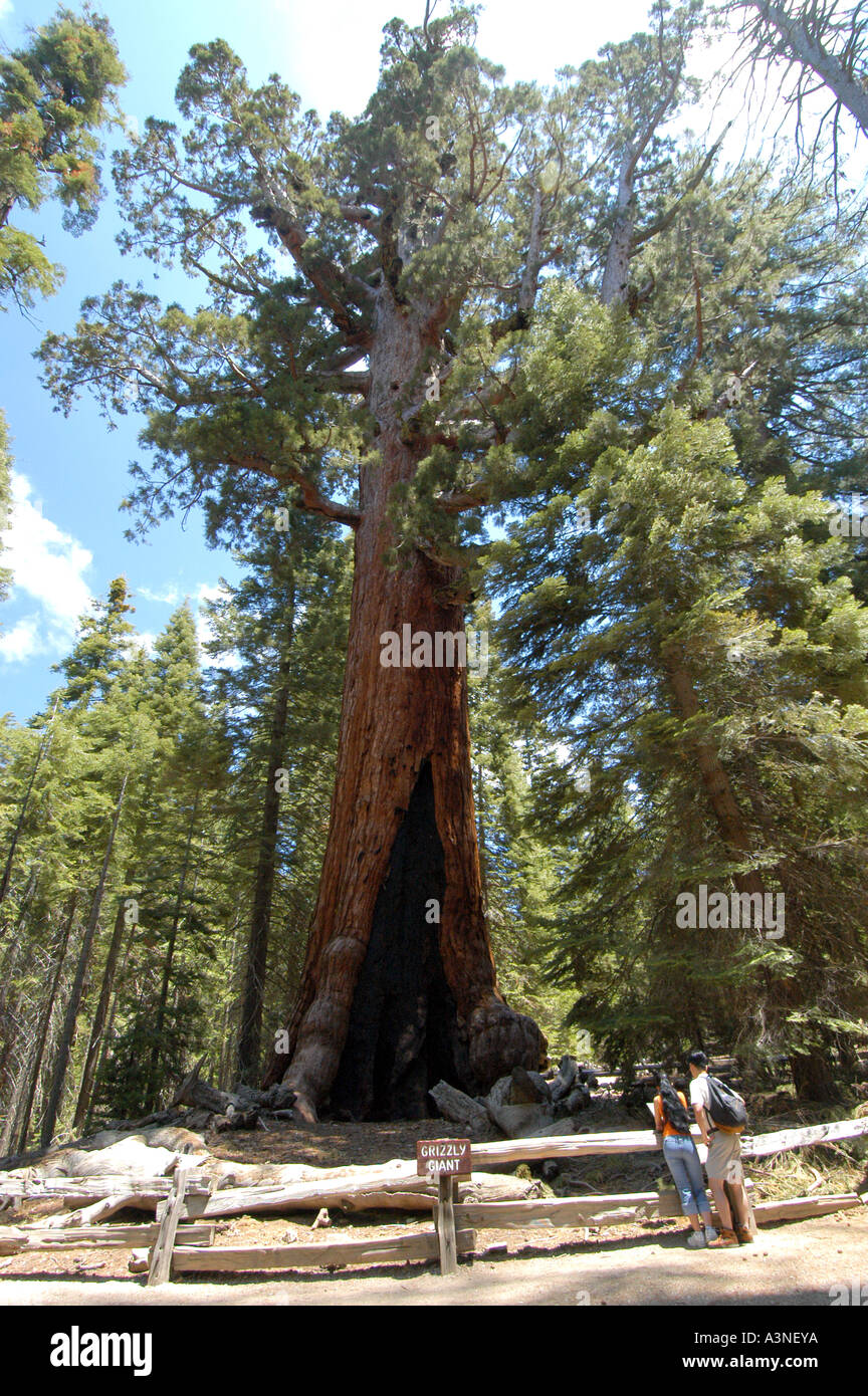Giant Sequoia tree called Grizzly Giant at Yosemite National Park ...
