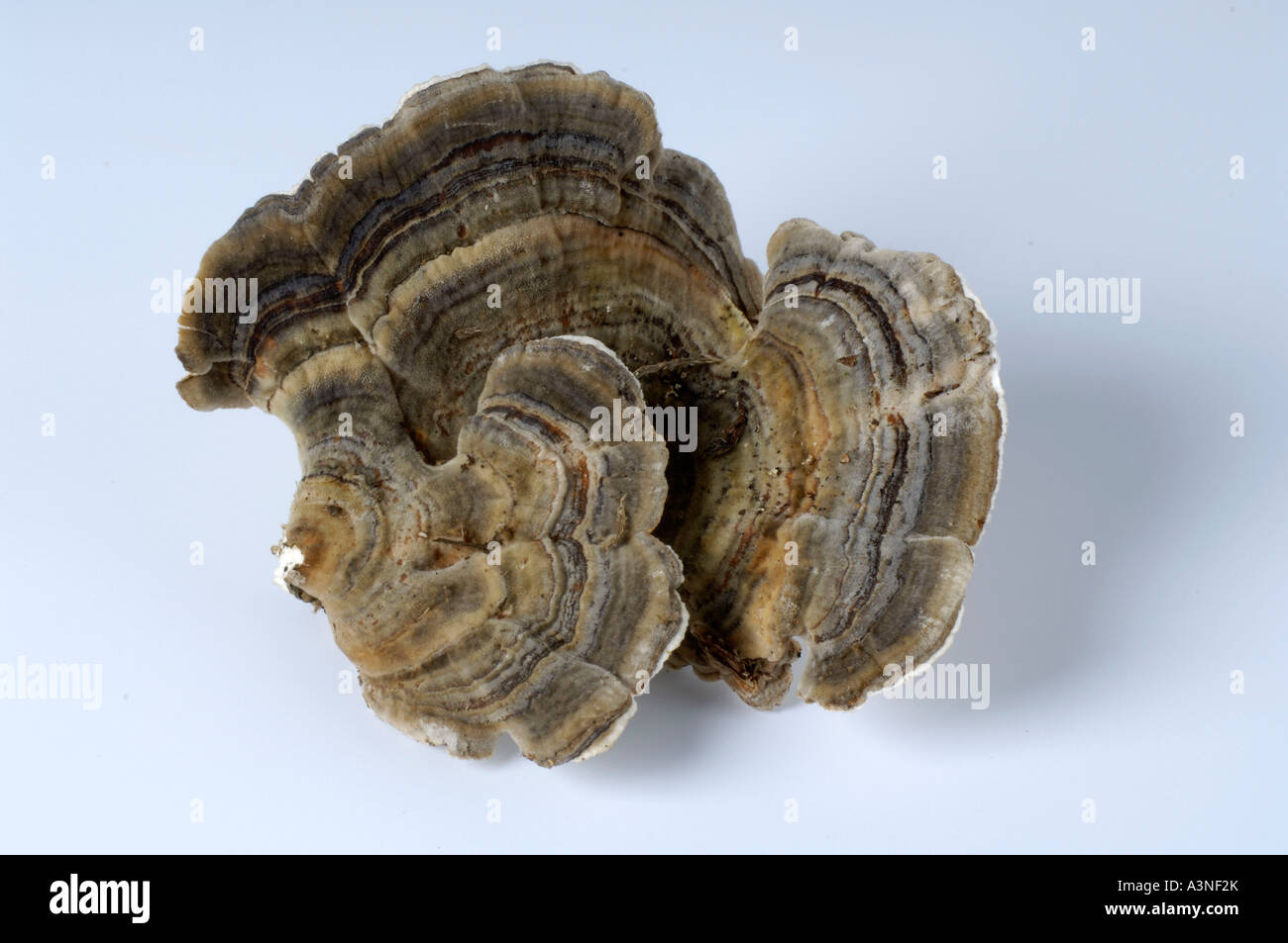 Many-zoned Polypore Stock Photo - Alamy