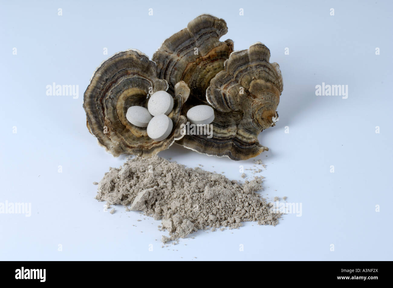 Many zoned polypore hi-res stock photography and images - Alamy