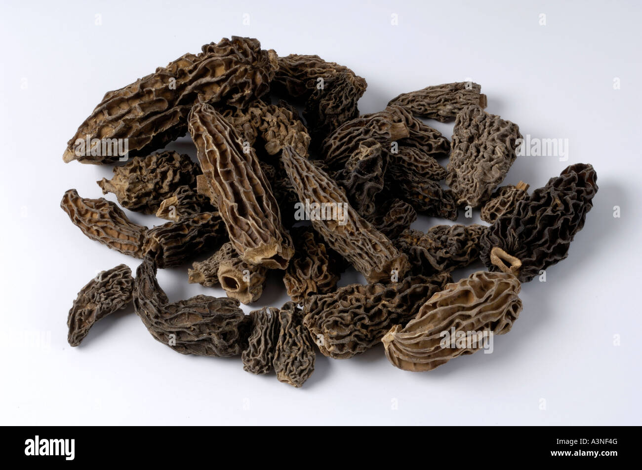 Morel cut out hi-res stock photography and images - Alamy