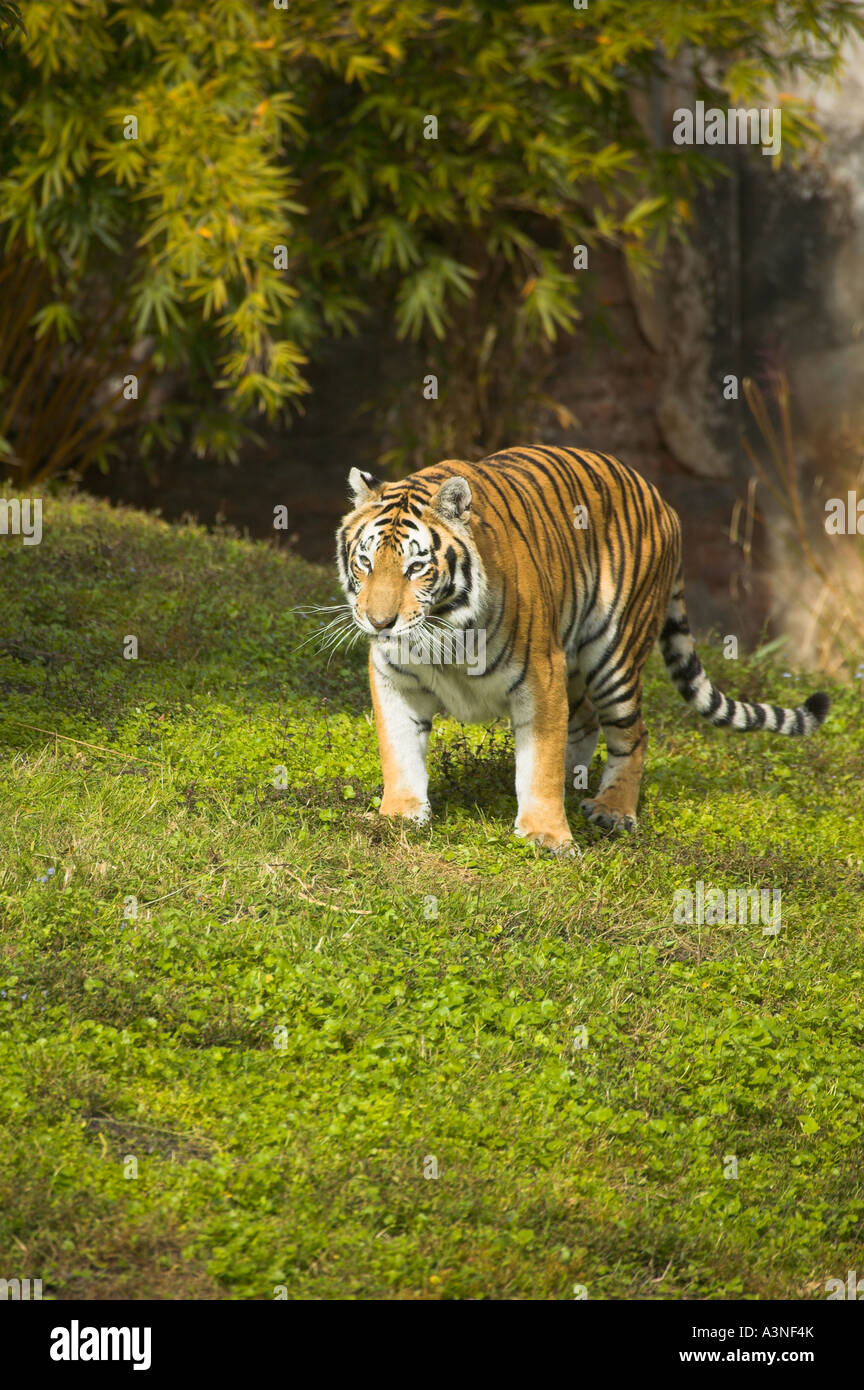 Tiger man hi-res stock photography and images - Alamy