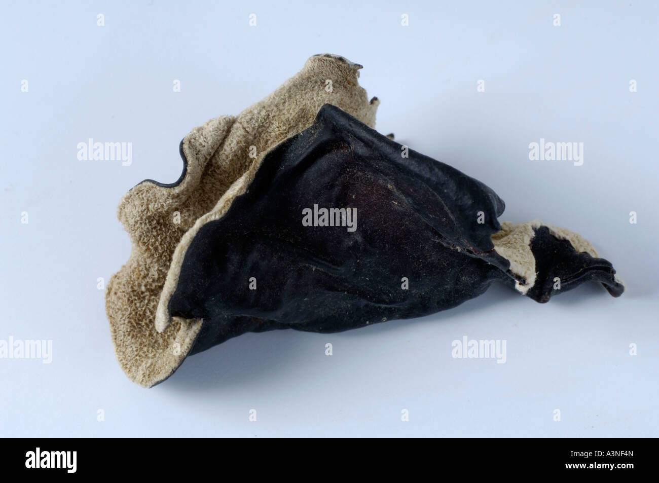 Jew's Ear / Mu Err Fungus Stock Photo - Alamy
